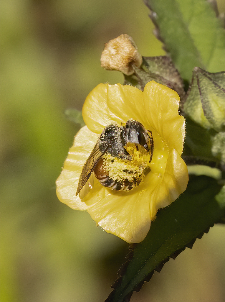 Indian Furrow Bee from Lonavla, Maharashtra, India on November 6, 2022 ...