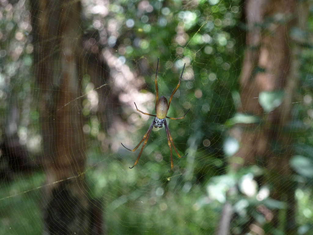 Tiger Spider in February 2011 by erikap08 · iNaturalist