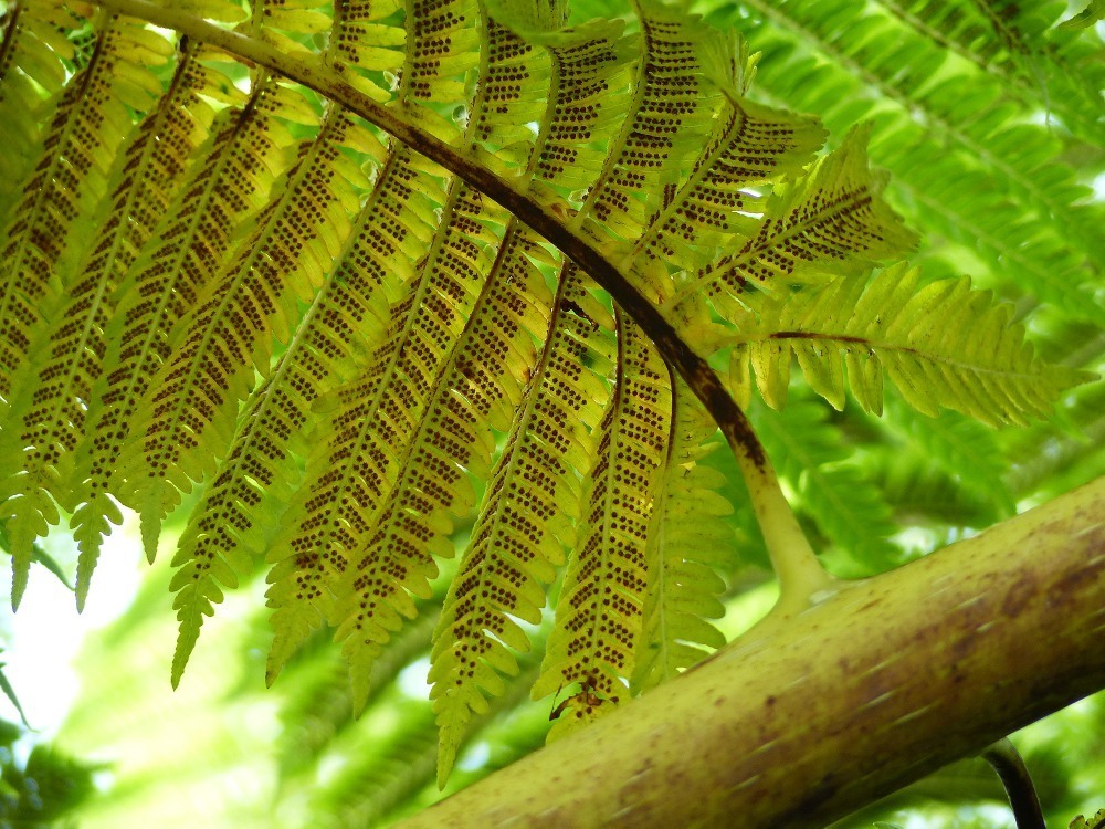(Sphaeropteris intermedia) - Botanical Realm