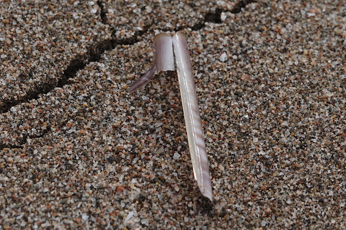 Ensis minor (Chenu, 1843)