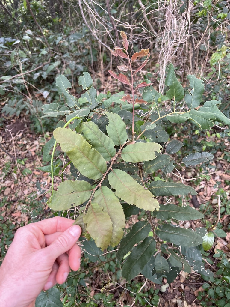 Boonah tuckeroo from Mount Elliott Nature Refuge, Undullah, QLD, AU on ...