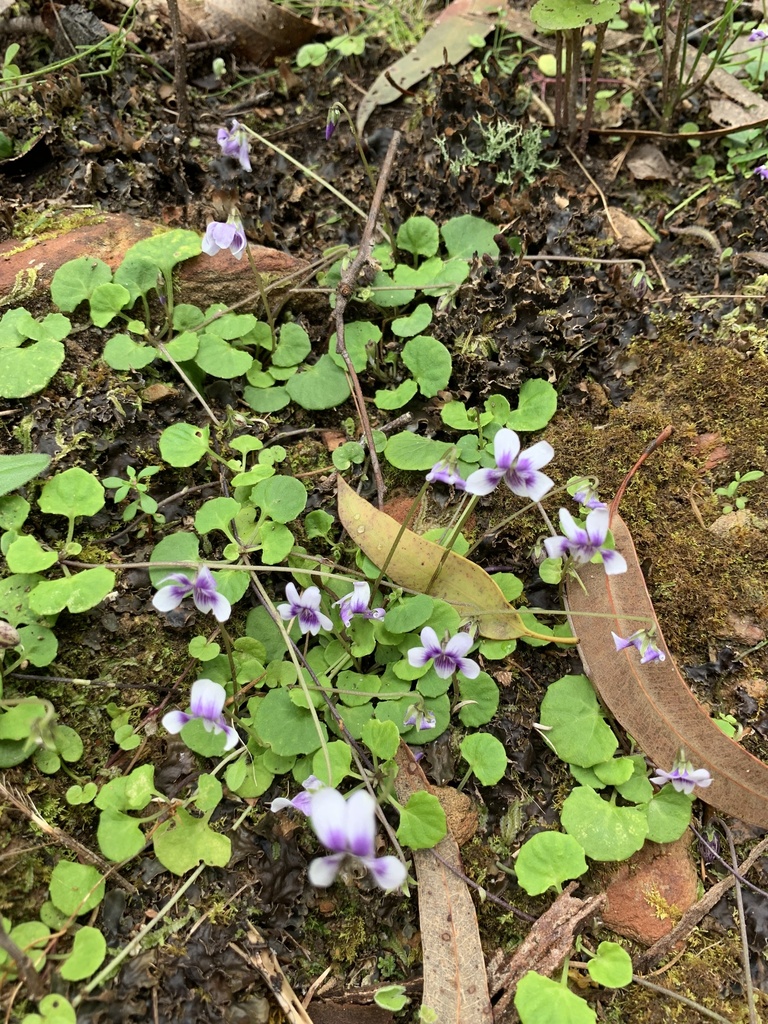 Ivy Leaved Violet from Eden, NSW, AU on November 12, 2022 at 11:08 AM ...