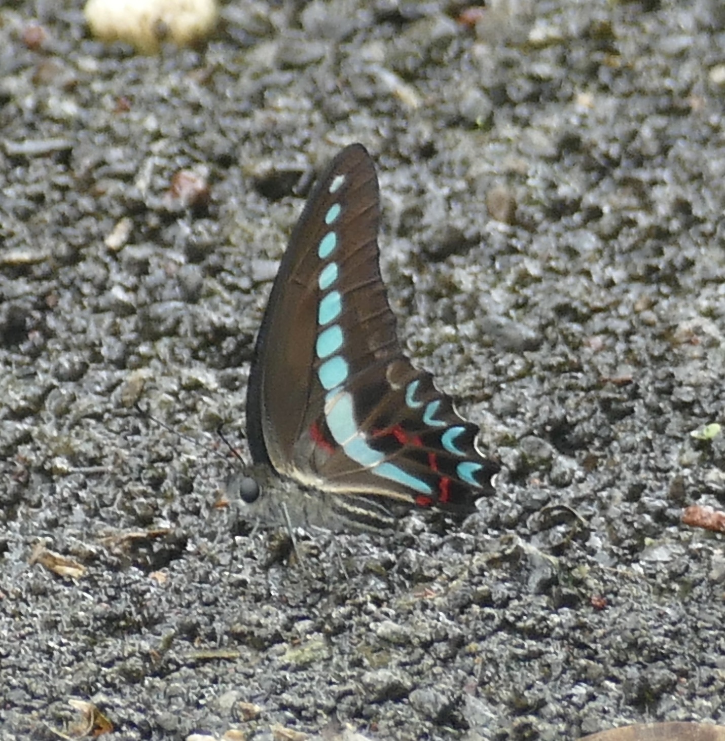 Graphium milon (Felder & Felder, 1864)
