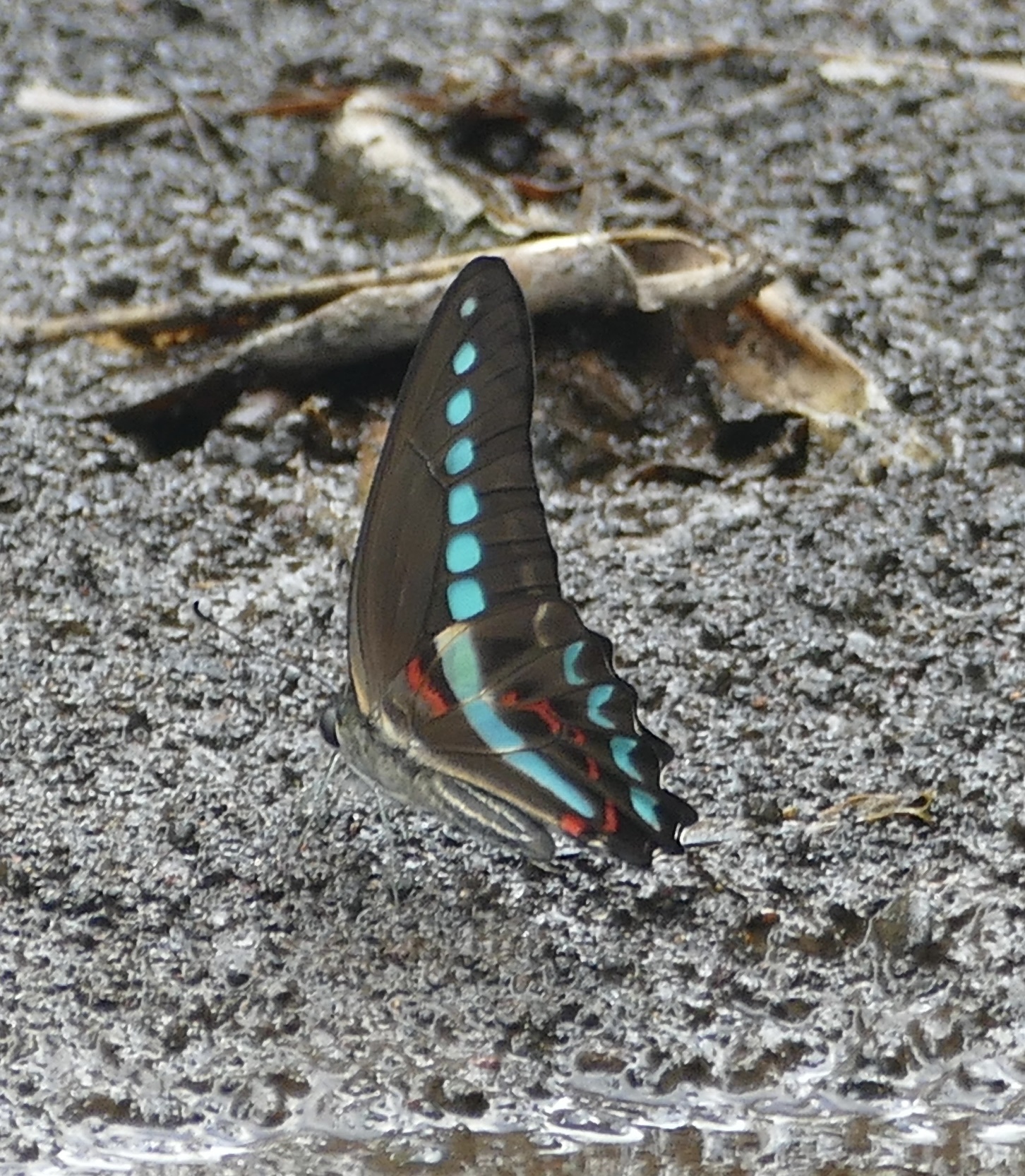 Graphium milon (Felder & Felder, 1864)