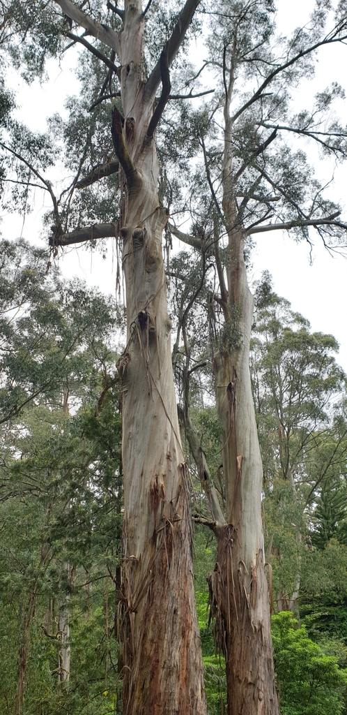 Australian Mountain Ash from Cardinia - North, AU-VI, AU on November 12 ...