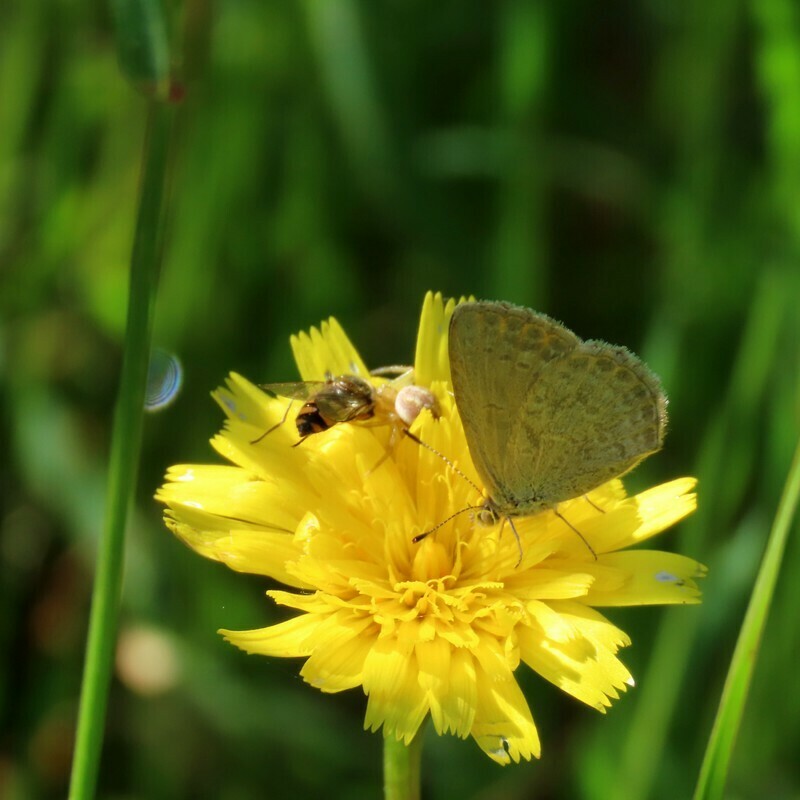 Lesser Grass Blue from Mount Egerton VIC 3352, Australia on November 05 ...