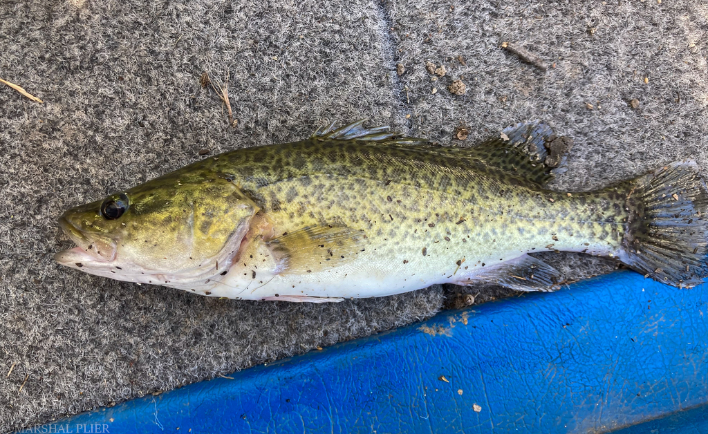 Murray Cod from Edward River (Moulamein) on December 30, 2021 at 01:08 ...