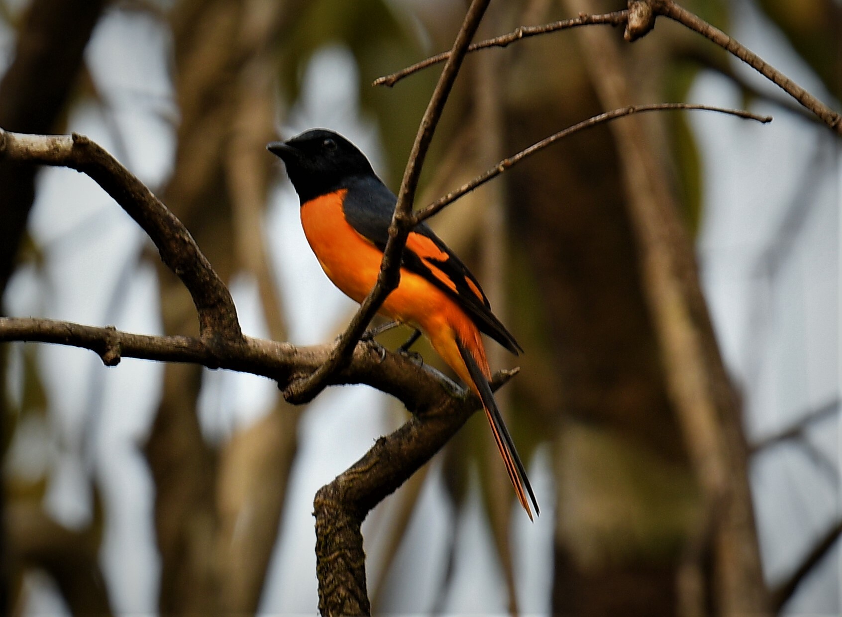 Pericrocotus flammeus (J.R.Forster, 1781)
