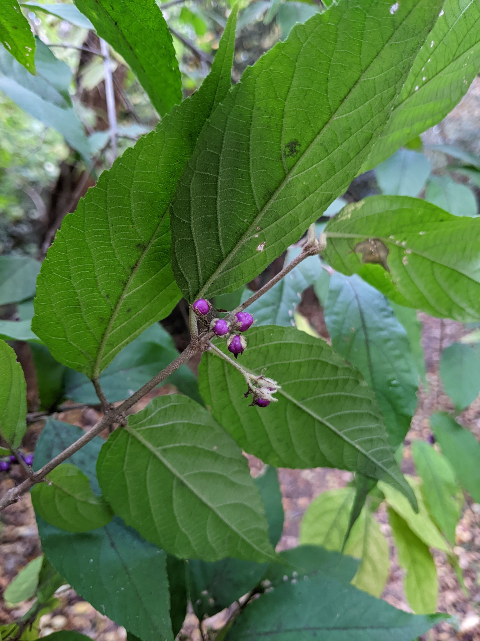 Callicarpa mollis Siebold & Zucc.