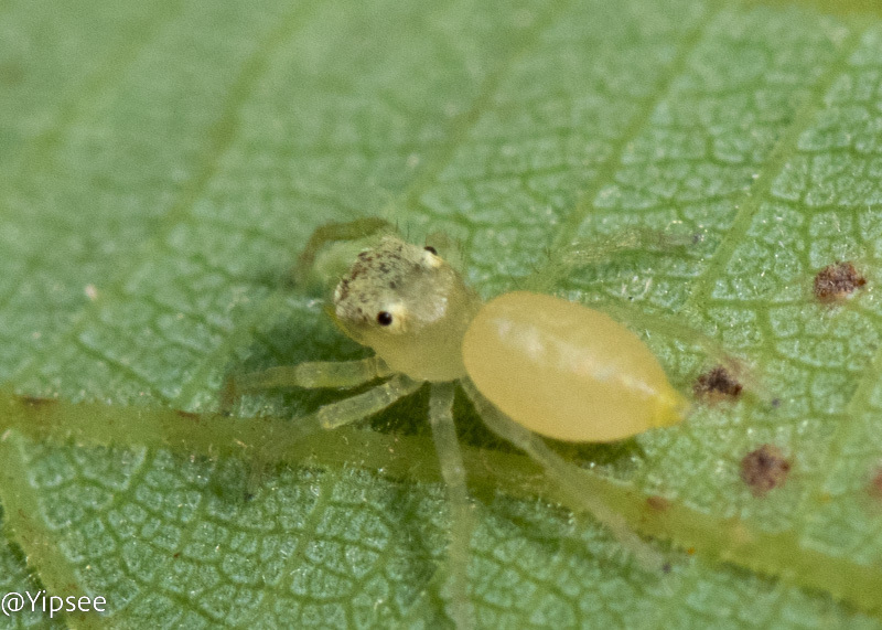 Epeus from Lakeside, Mae Rim District, Chiang Mai, Thailand on November ...