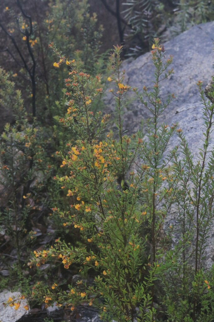 Pultenaea tarik from Gibraltar Range NSW 2370, Australia on October 23 ...