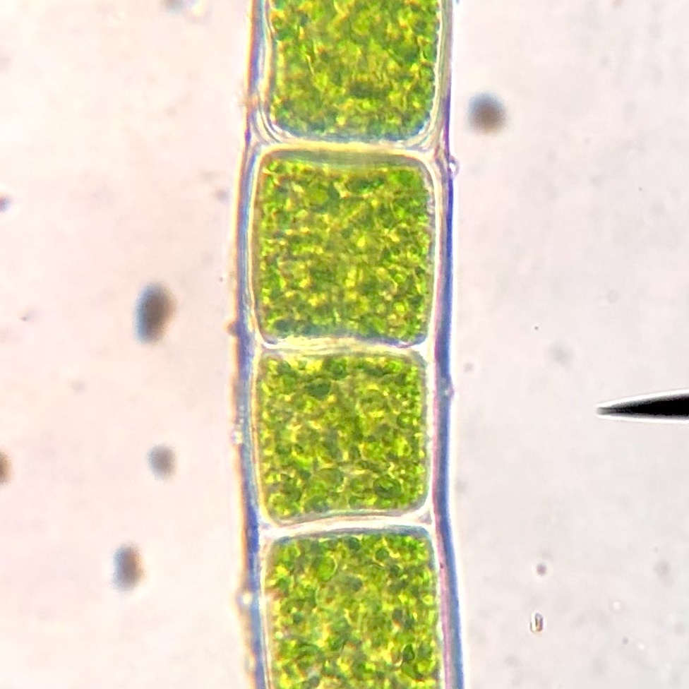 (Rhizoclonium riparium) - Botanical Realm