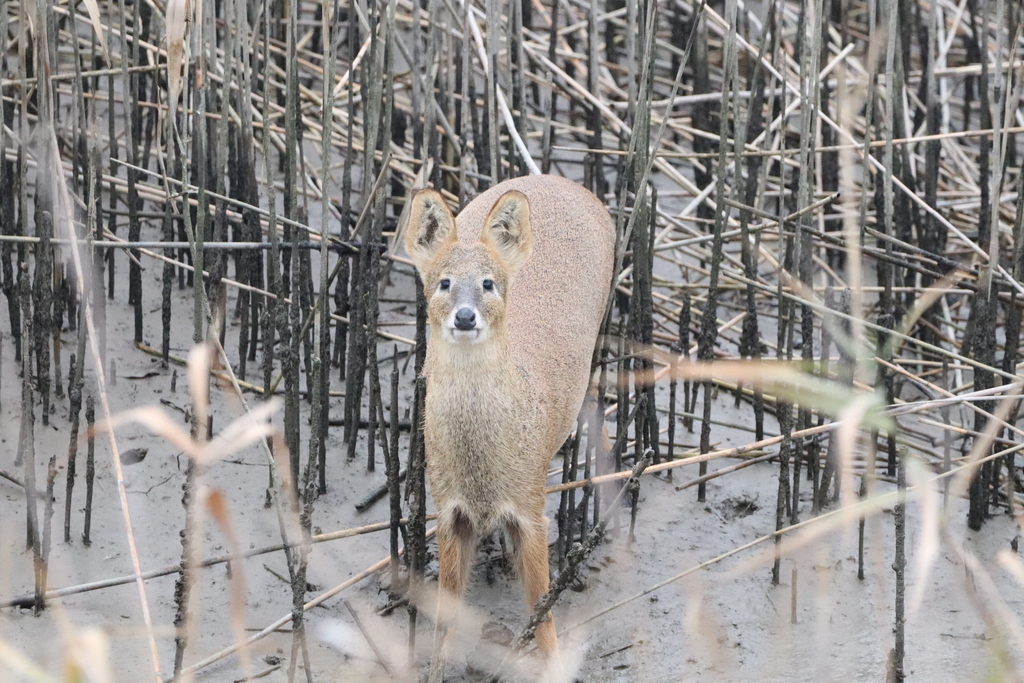 Water Deer in November 2022 by hermanviviers · iNaturalist