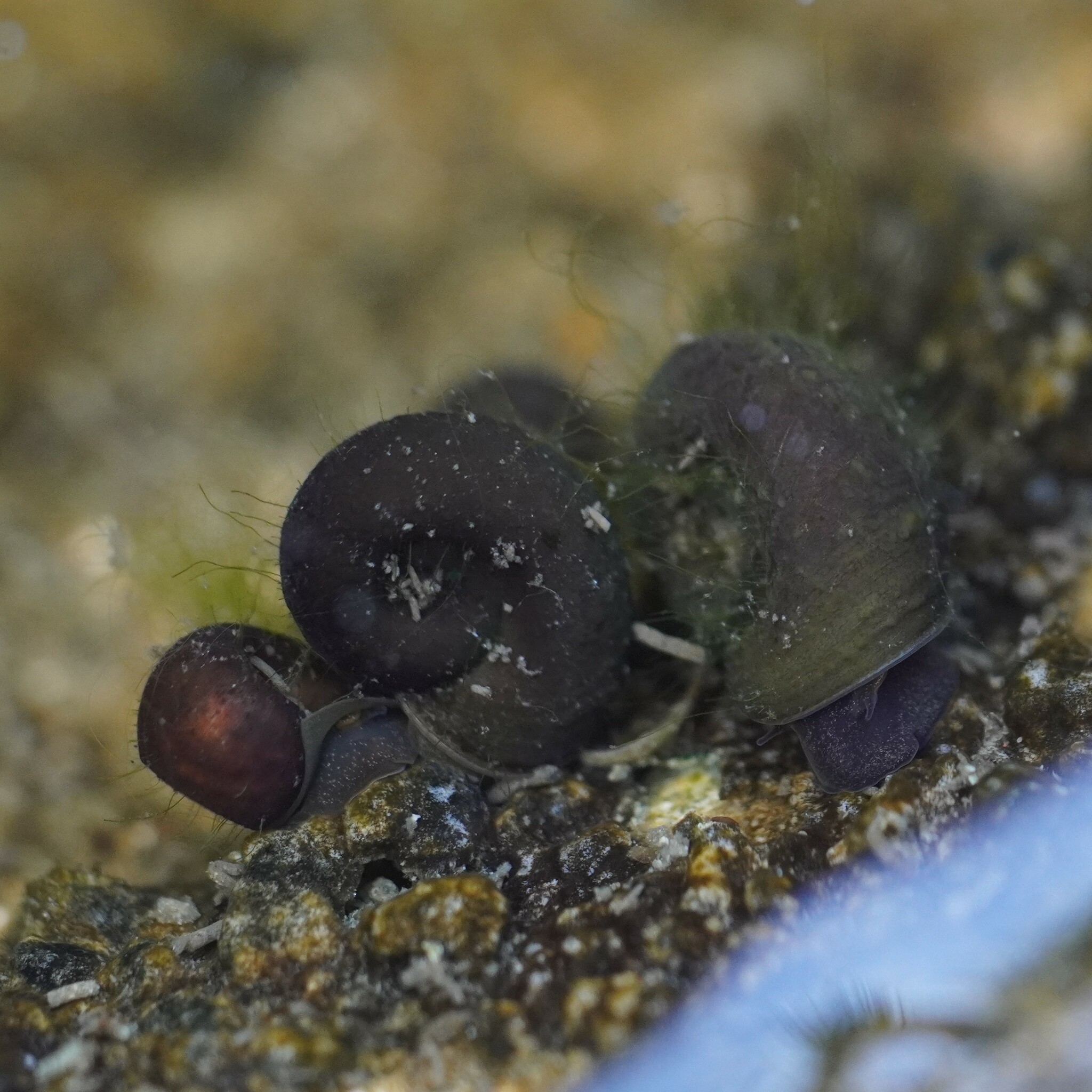 Planorbella duryi (Wetherby, 1879)