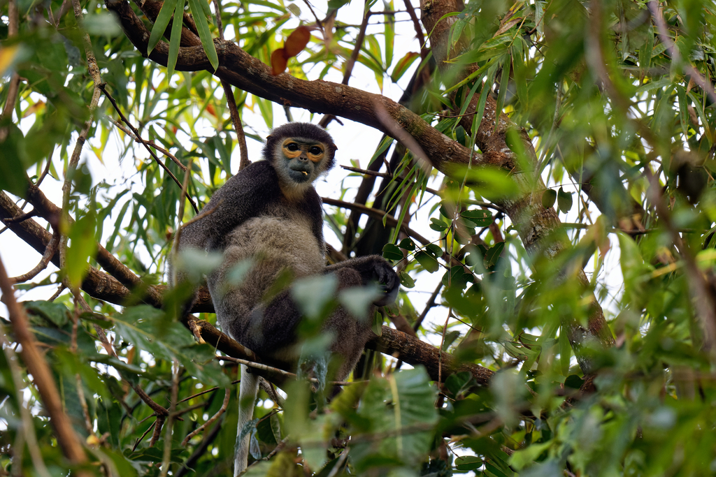 Black-shanked Douc Langur (Pygathrix nigripes) - Know Your Mammals