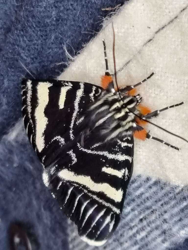 Australian Grapevine Moth from Upwey VIC 3158, Australia on November 12 ...