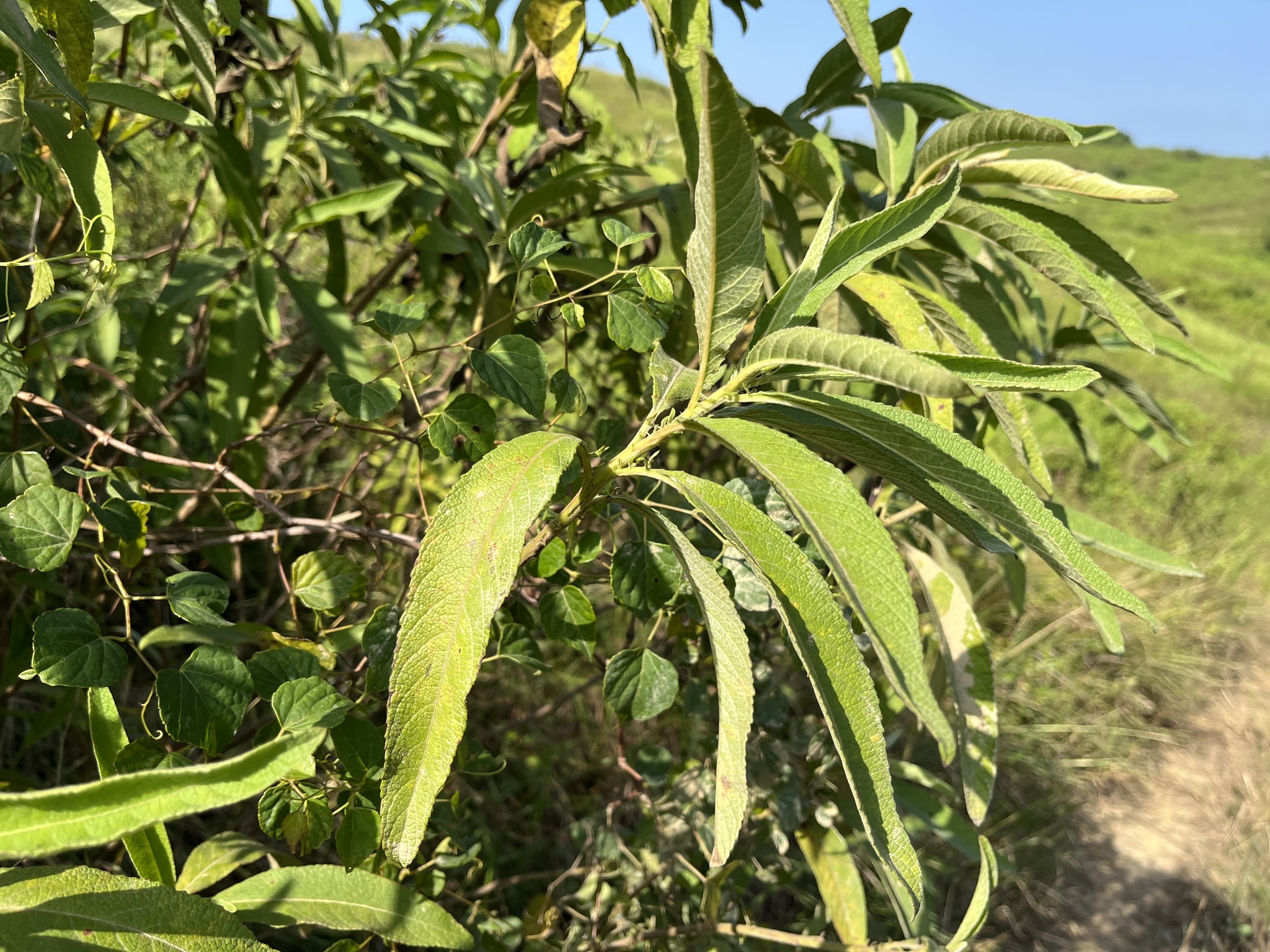 Blumea balsamifera (L.) DC.