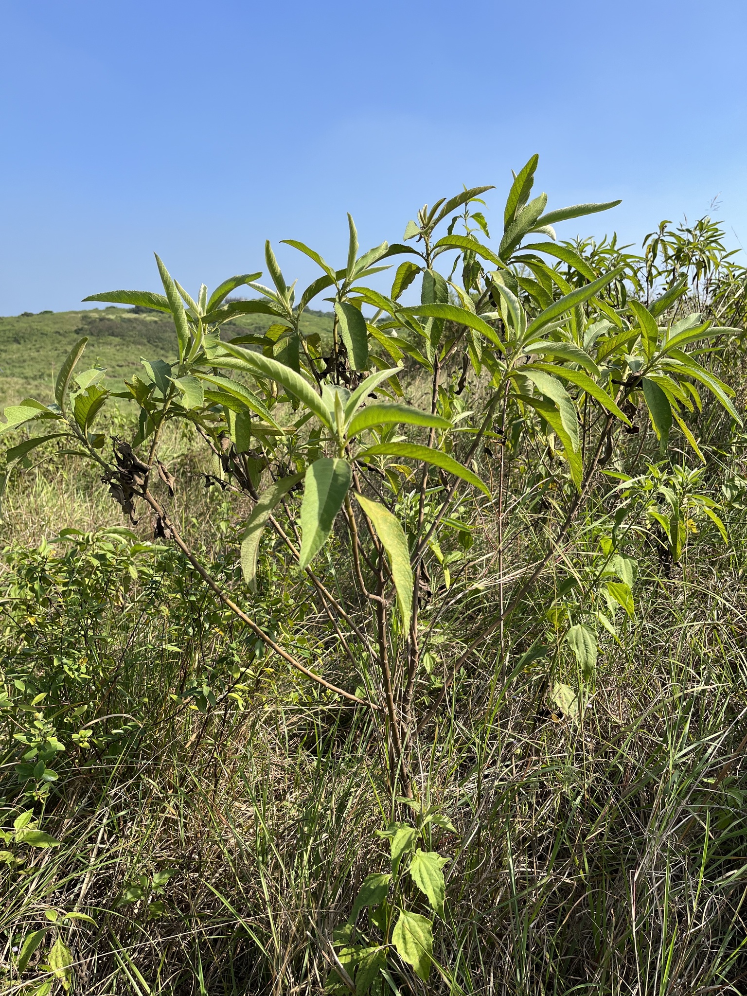 Blumea balsamifera (L.) DC.
