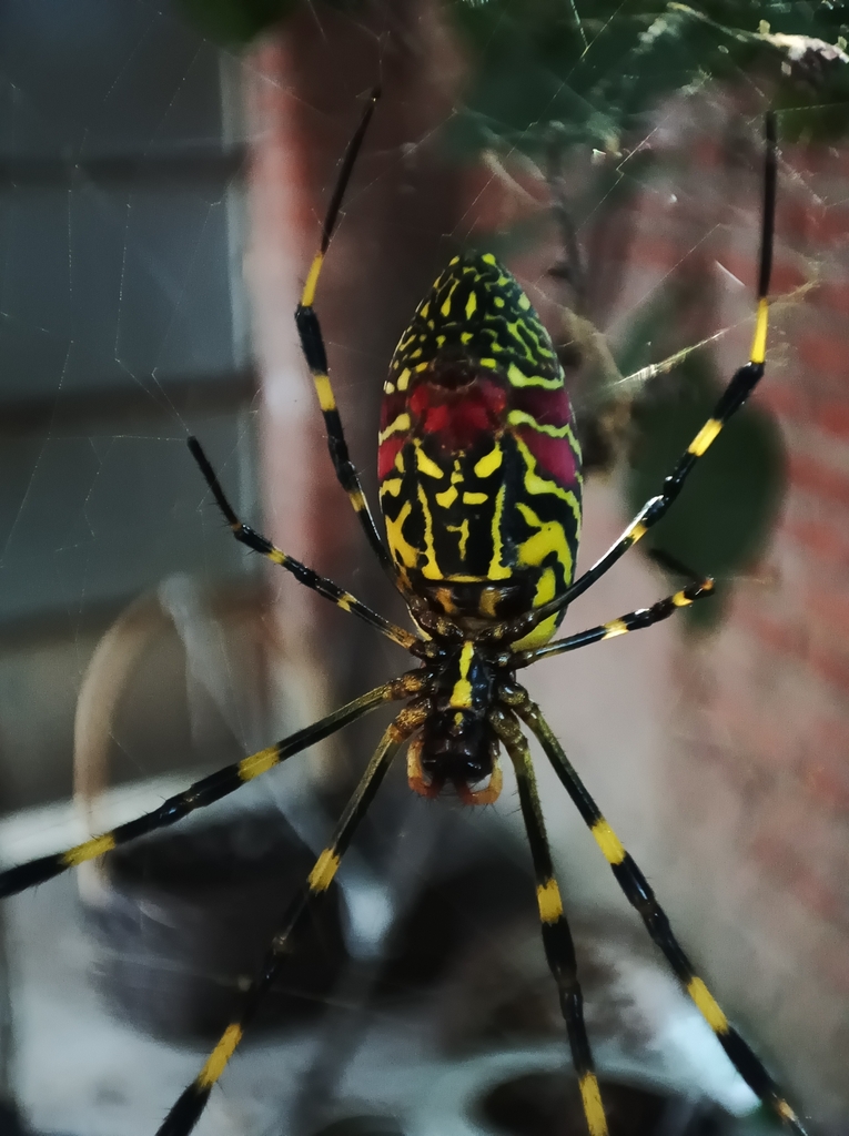 Joro Spider from Baoding, CN-HB, CN on September 10, 2022 at 09:45 AM ...