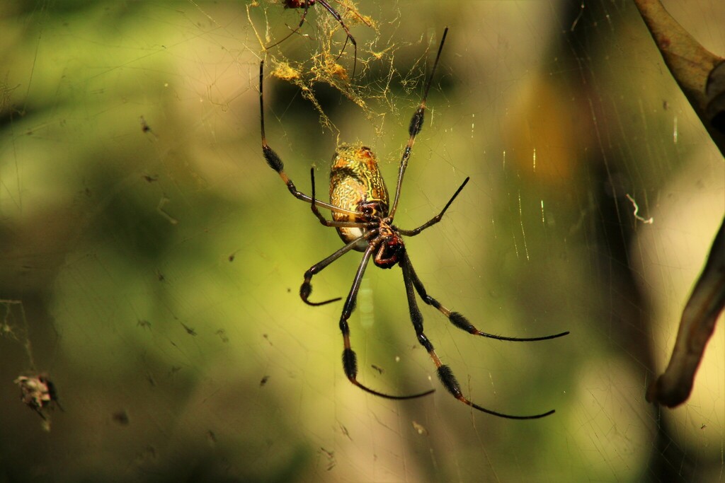 Golden Silk Spider from C. El Chaco 3200, Providencia, 44630 ...