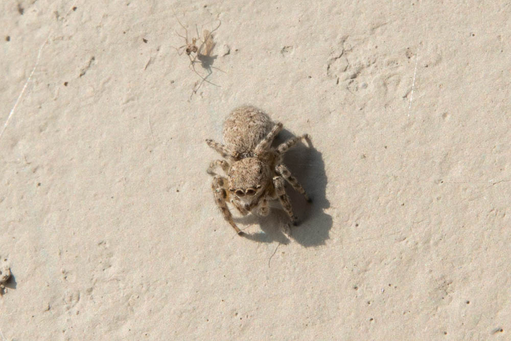 Attulus ammophilus from Cook, Illinois, United States on September 13 ...