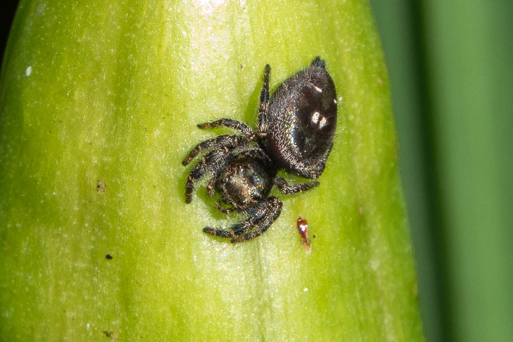 Bold Jumping Spider from Cook, Illinois, United States on September 13 ...