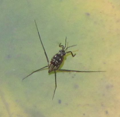 Trepobates from Buncombe County, NC, USA on September 16, 2013 at 12:16 ...