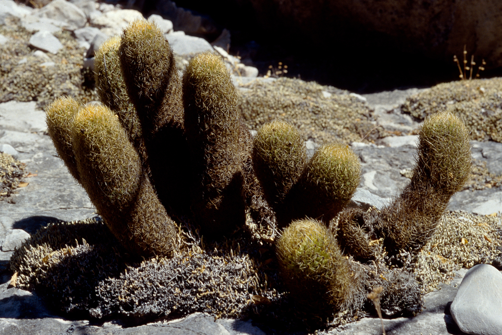 Coryphantha erecta from Cadereyta de Montes, Querétaro, Messico on ...