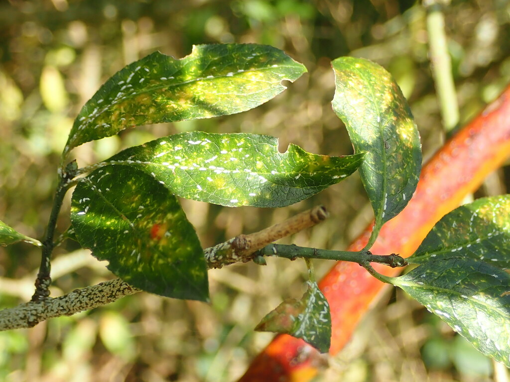 Euonymus Scale from 61470 Saint-Aubin-de-Bonneval, France on November ...