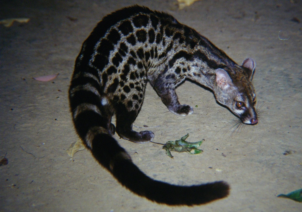 West African Large-spotted Genet (Genetta pardina) - Know Your Mammals