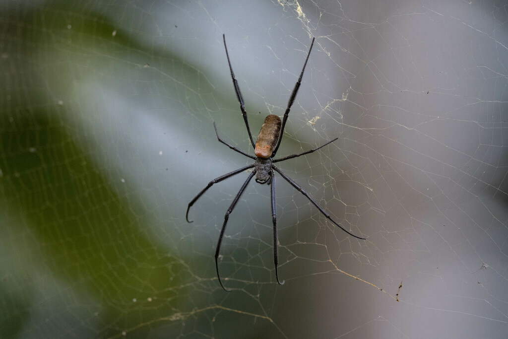 Hairy Golden Orb-weaving Spider from Manyago, Entebbe, Uganda on ...