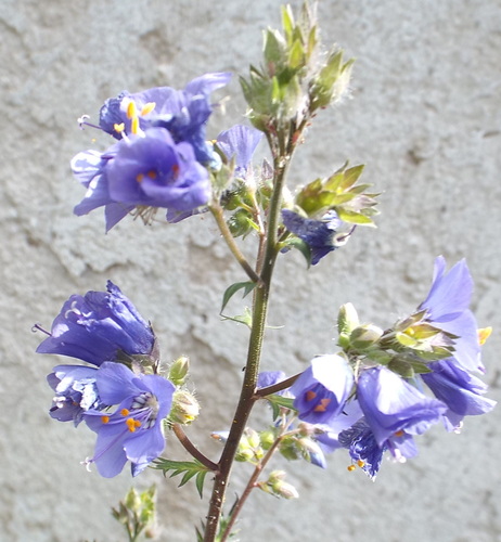 Observations by charles_stirton · iNaturalist