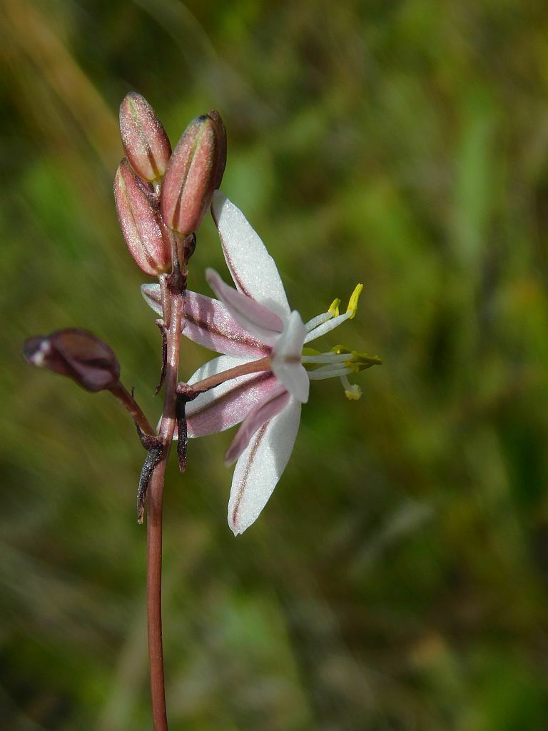 Sock Squill from Greyton Nature Reserve 7233, South Africa on November ...