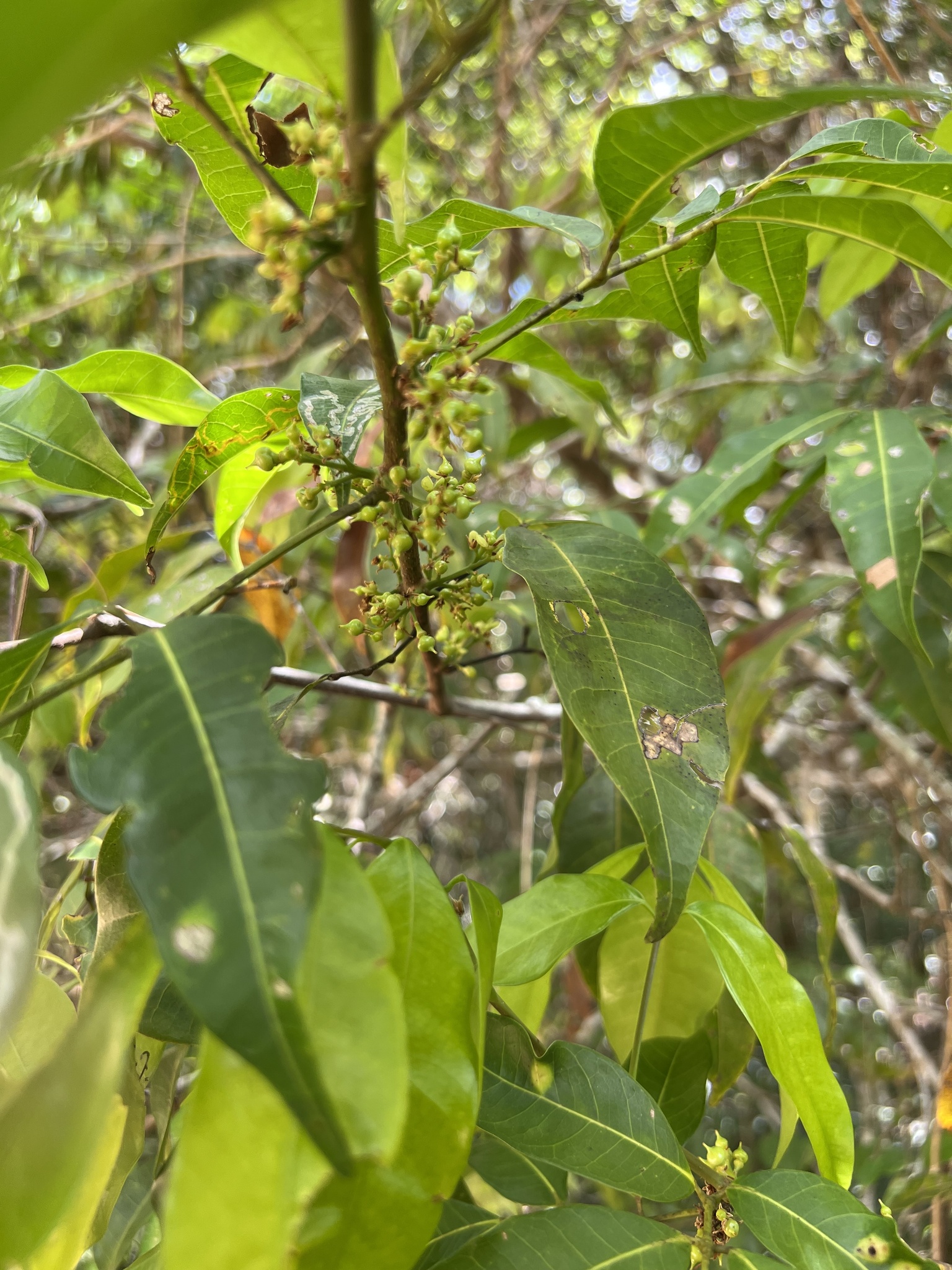 Protium heptaphyllum (Aubl.) Marchand