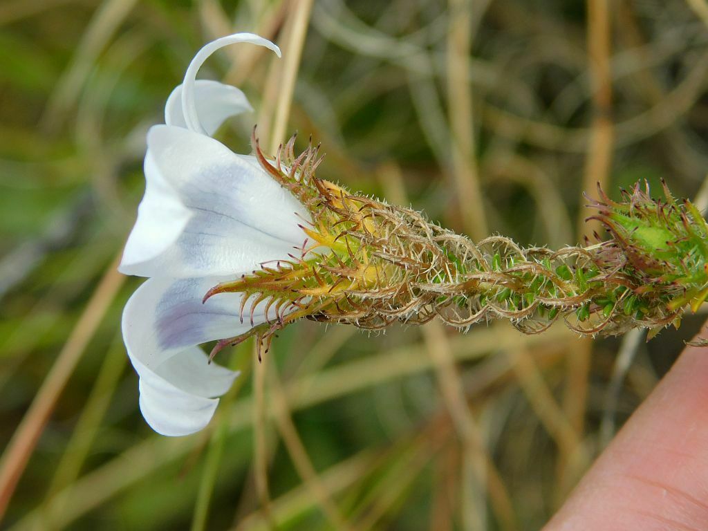 Blackrim Bell from Greyton Nature Reserve 7233, South Africa on ...