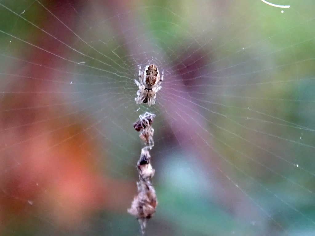Trashline Orbweavers from Αθήνα, Ελλάδα on November 11, 2022 at 06:55 ...