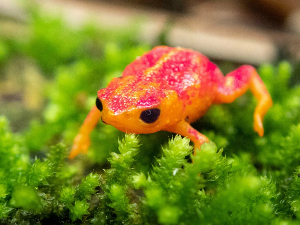 Santa Virgínia Flea Toad from São Luiz do Paraitinga - State of São ...