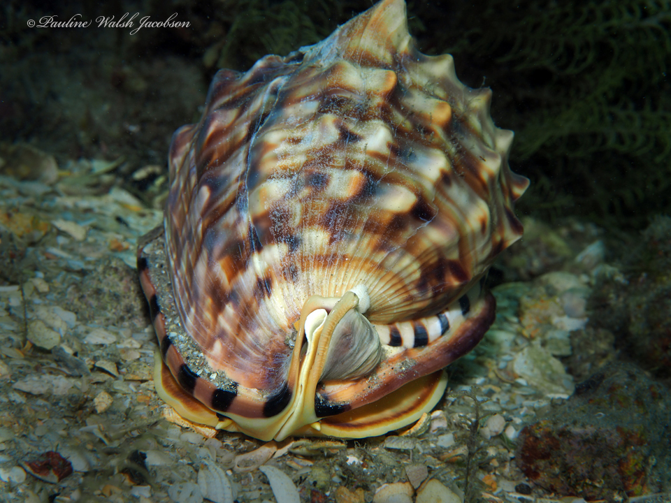 Cassis flammea (Linnaeus, 1758)