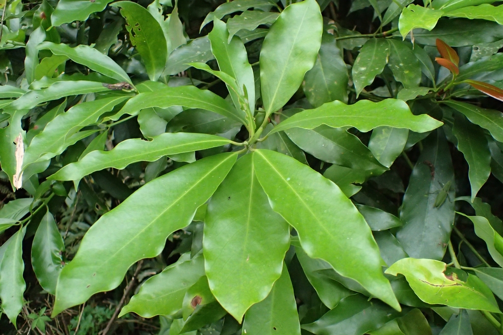Machilus japonica var. kusanoi (溪頭森林遊樂區植物名錄) · iNaturalist