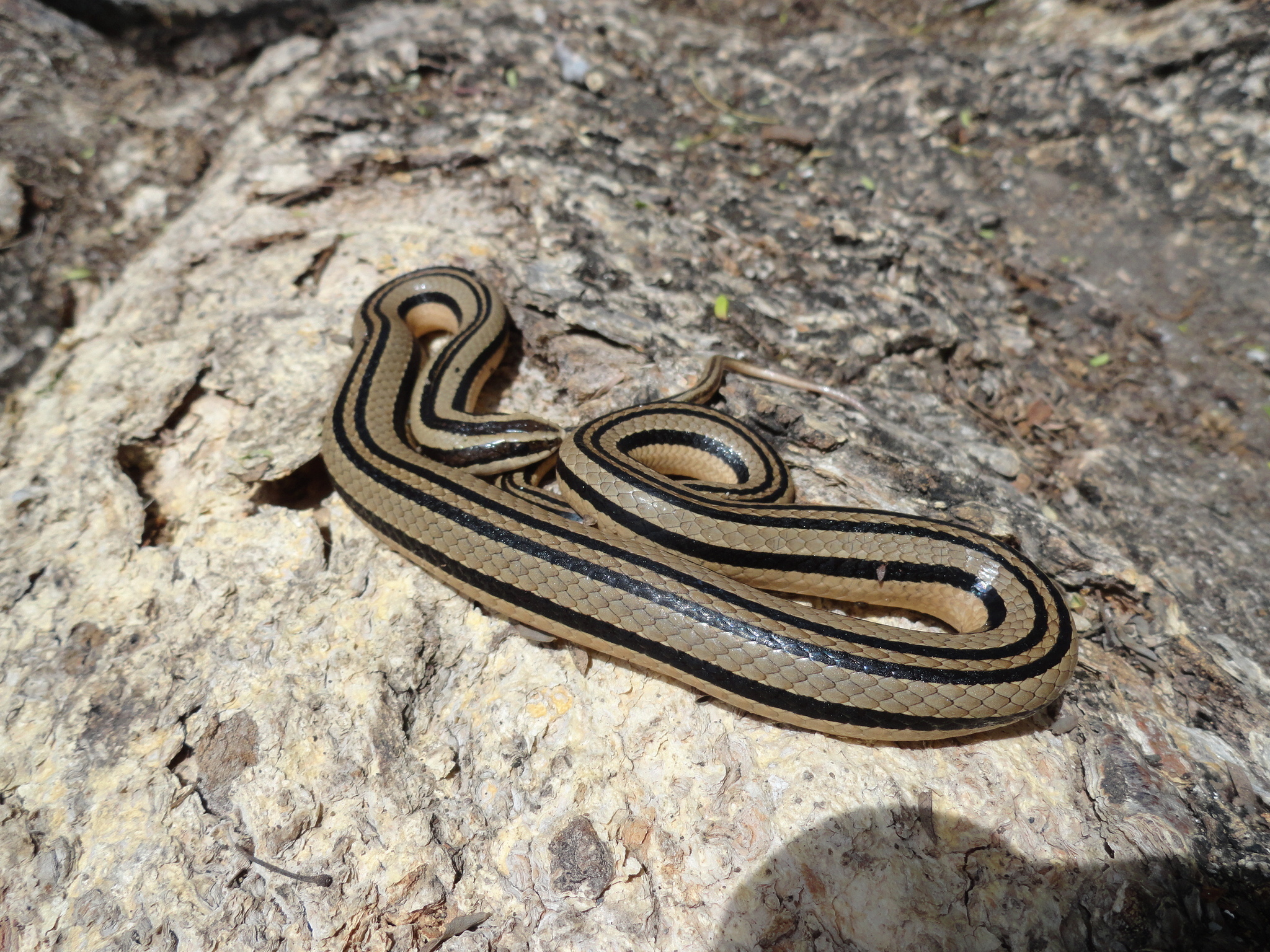 Conophis vittatus Peters, 1860