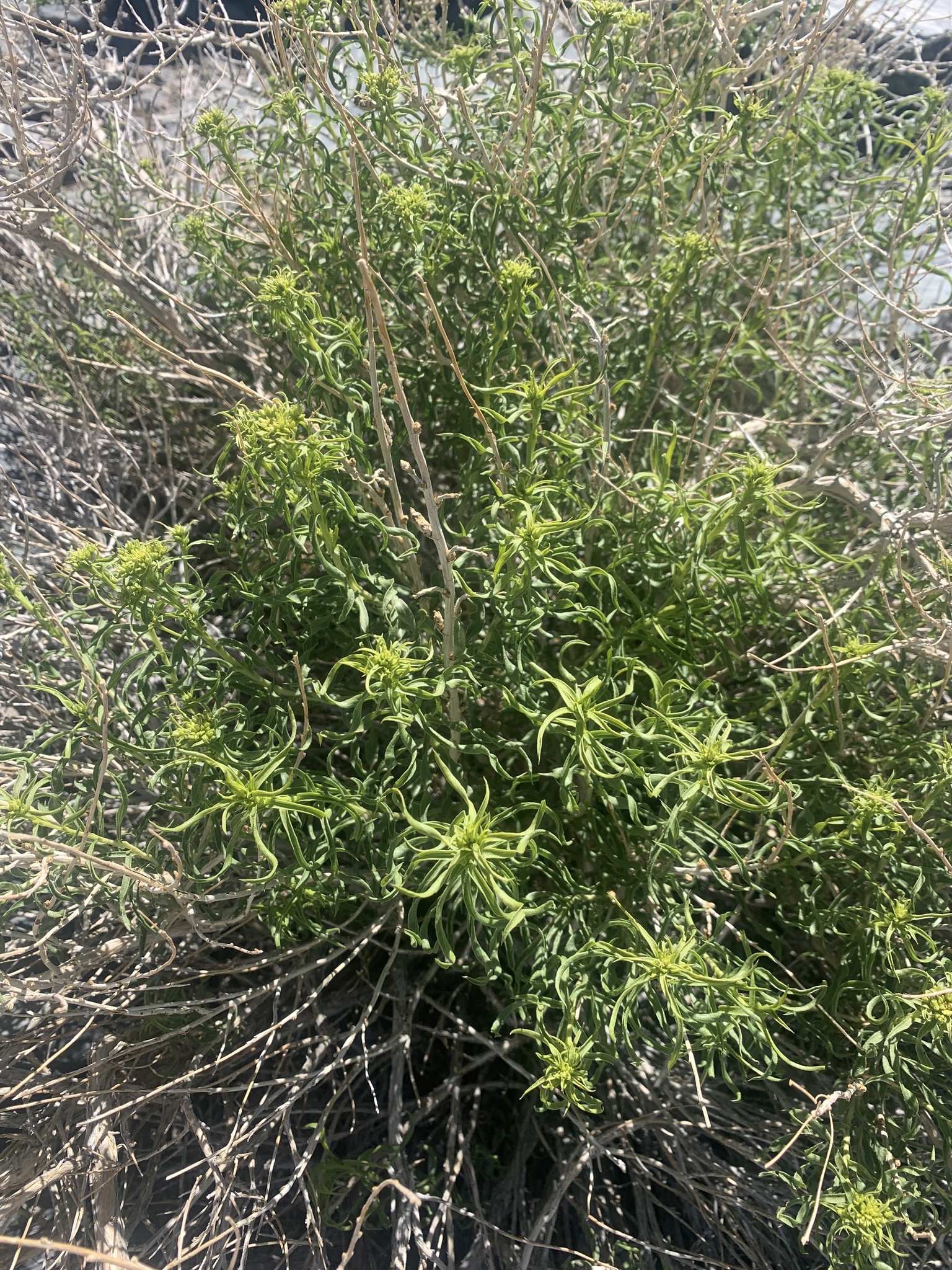 Chrysothamnus viscidiflorus subsp. viscidiflorus
