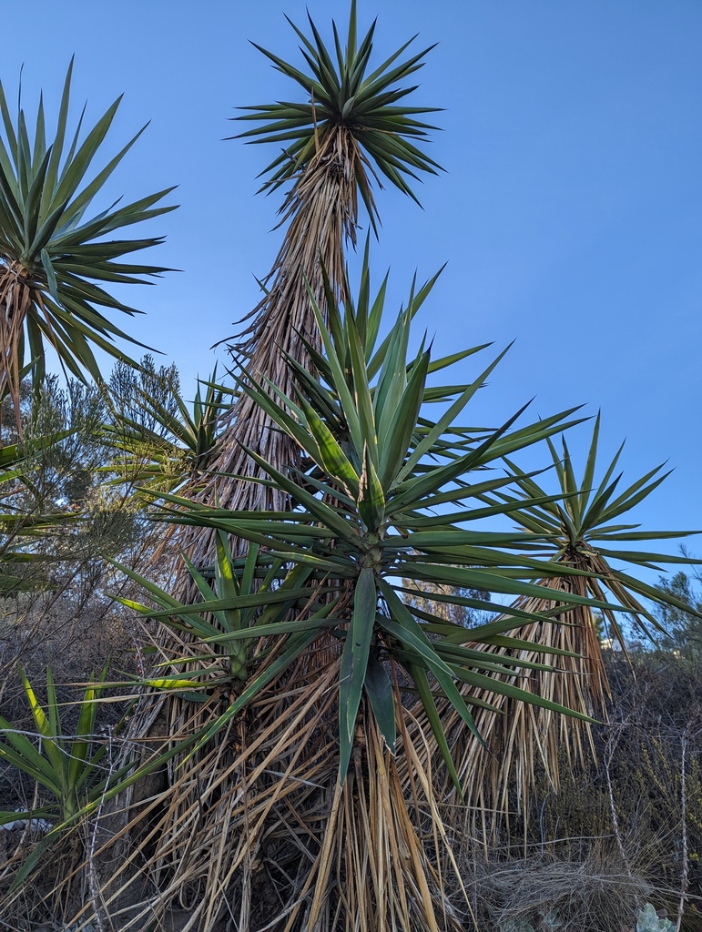 Spineless Yucca from Lemon Grove, CA, USA on November 12, 2022 at 08:04 ...