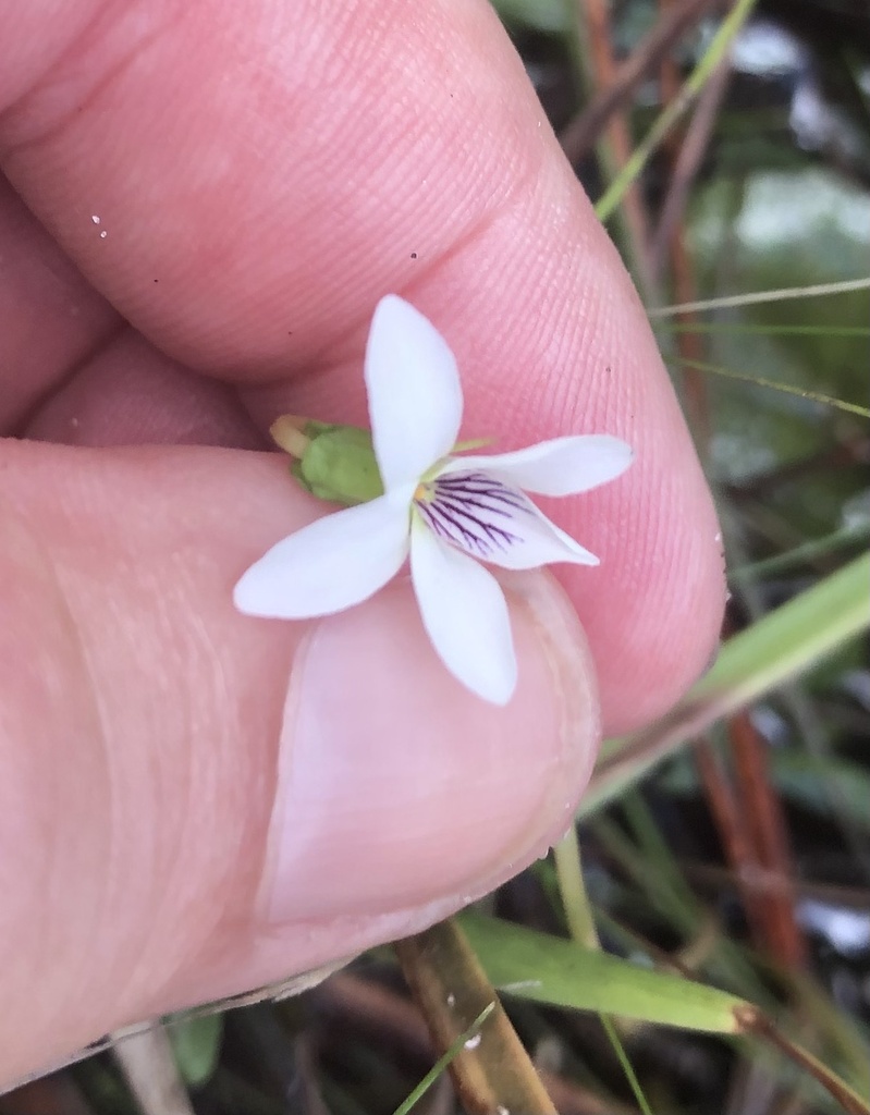 white bog violet from Frostproof, FL, US on November 12, 2022 at 10:46 ...