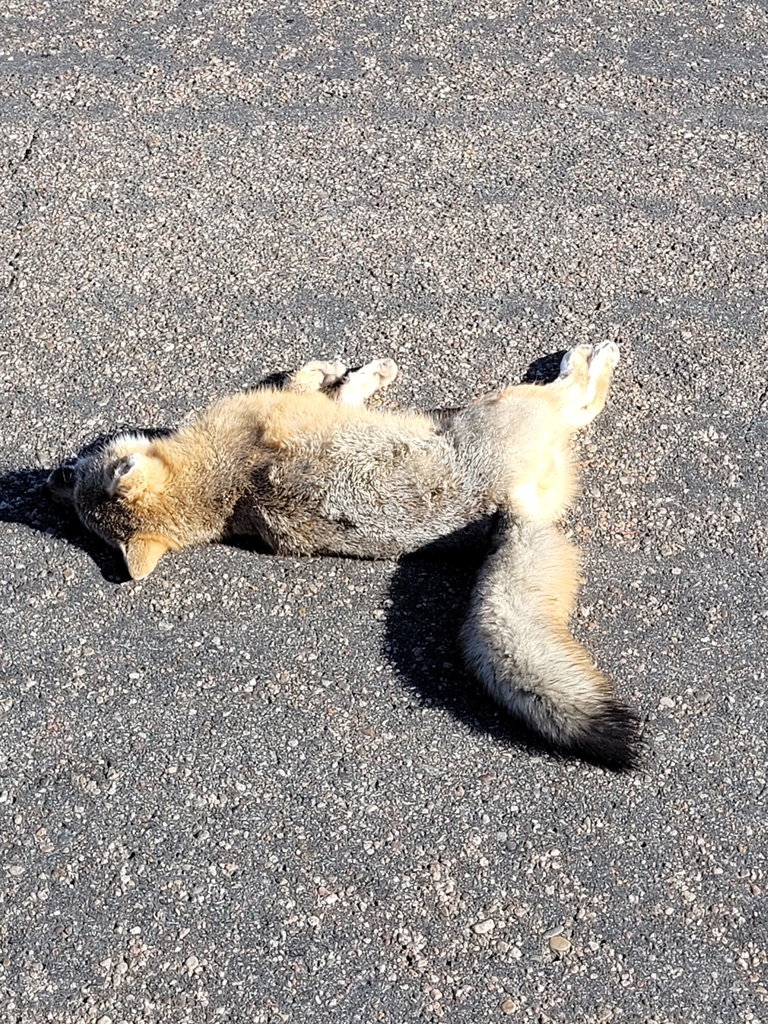 Swift Fox from Kingery, KS, USA on November 12, 2022 at 01:32 PM by ...
