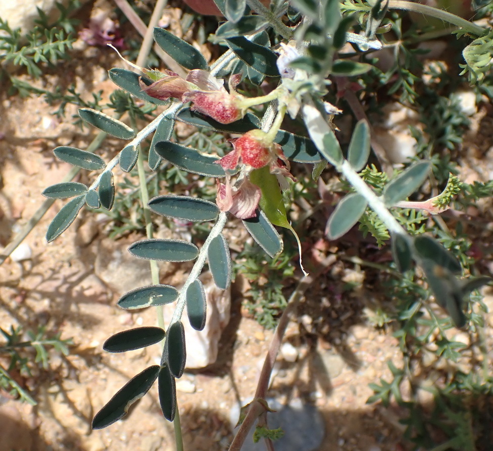cancer bush from Uniondale Circuit, Uniondale, 6460, South Africa on ...