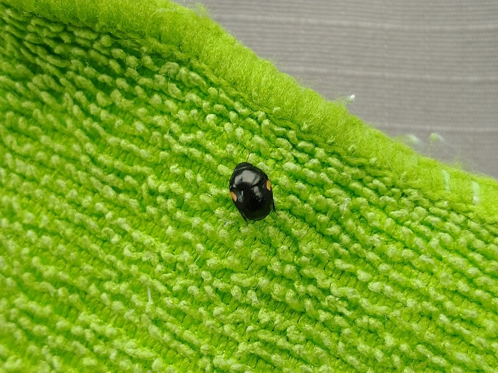 Ebony Bugs in November 2022 by José Luis Barberán · iNaturalist