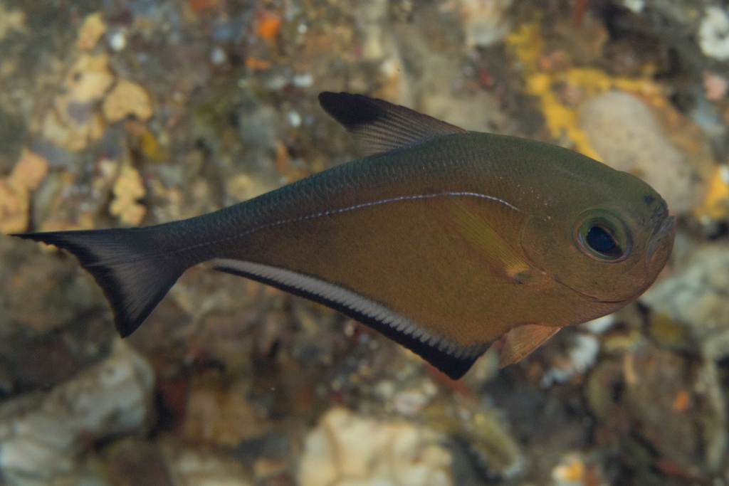Vanikoro Sweeper (Pempheris vanicolensis) - Marine Life Identification