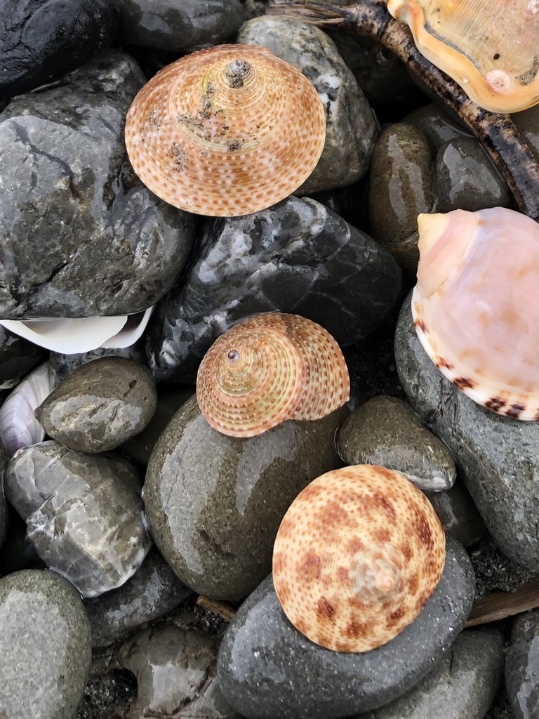 Maurea waikanae from Te Ika-a-Māui/North Island, Ōtaki, Wellington, NZ ...