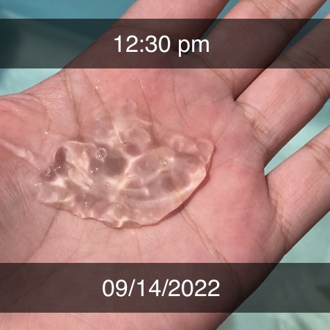 True Jellies from Central City, Corpus Christi, TX, USA on September 14 ...