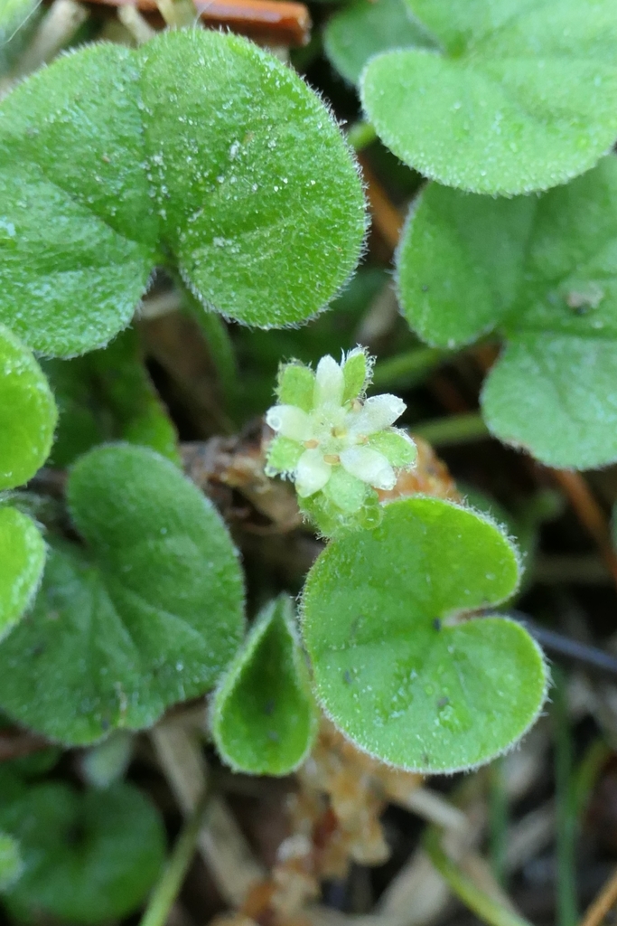 kidney weed from Christchurch Central City, Christchurch, New Zealand ...